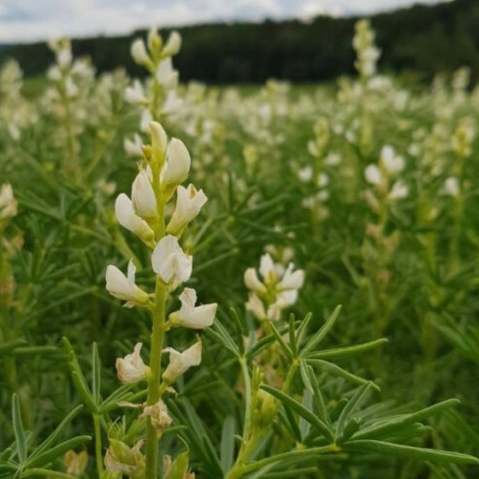 Sustainable innovation through Nordic protein – Flättinge Farm’s lupin ...