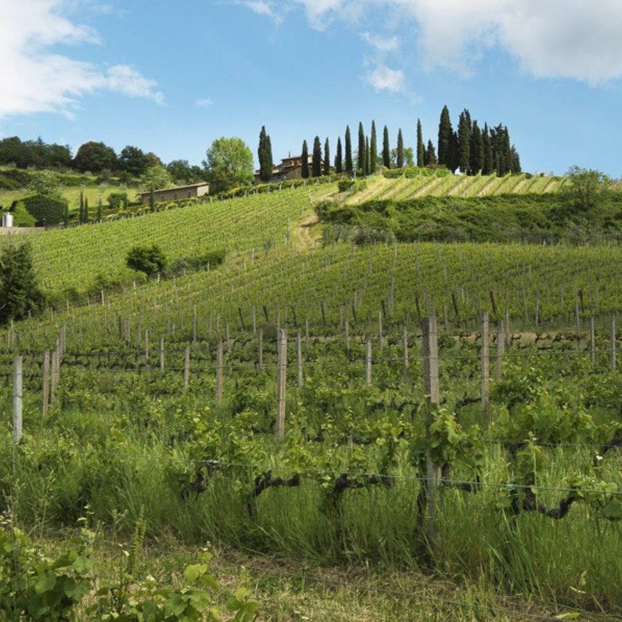 Querciabella – A Green Revolution in the Tuscan Wine Landscape