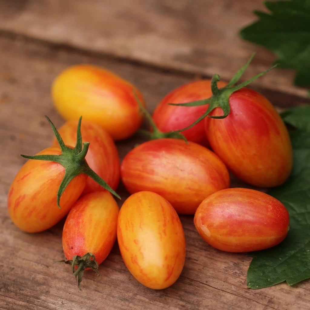 Artisan Blush Tiger Tomato - A Stunning and Flavorful Garden Gem