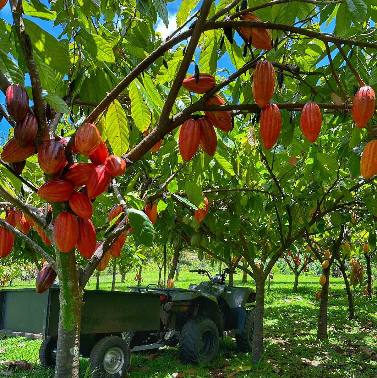 From Cocoa Bean to Bliss – The Journey from Cocoa Plantation to ...