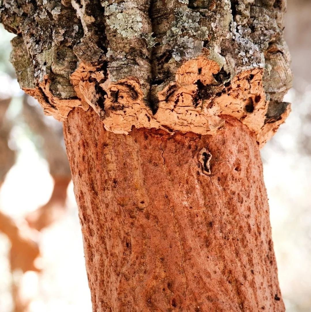 Is Cork a Limited Resource in the World?