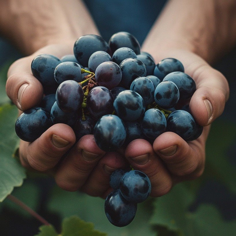 Nebbiolo - one of Italy's most prestigious and historic grapes