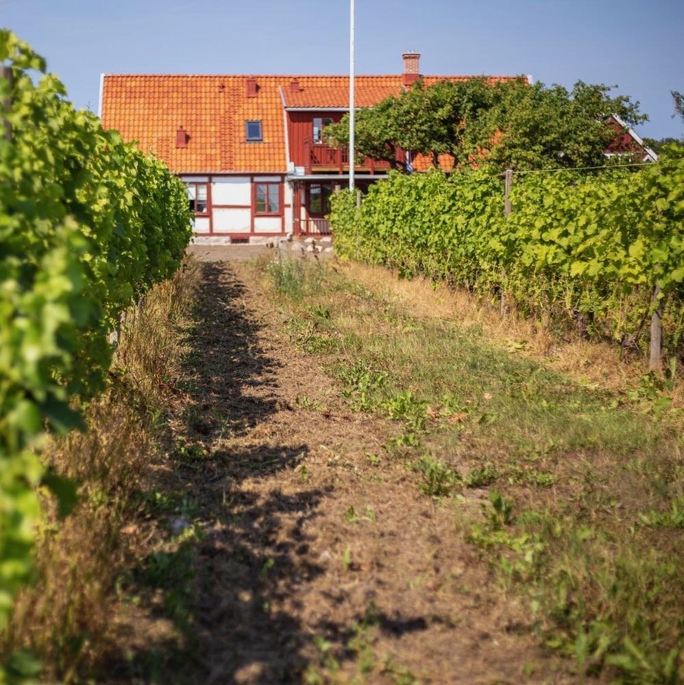 Swedish Wine Regions – A Growing Wine Tradition