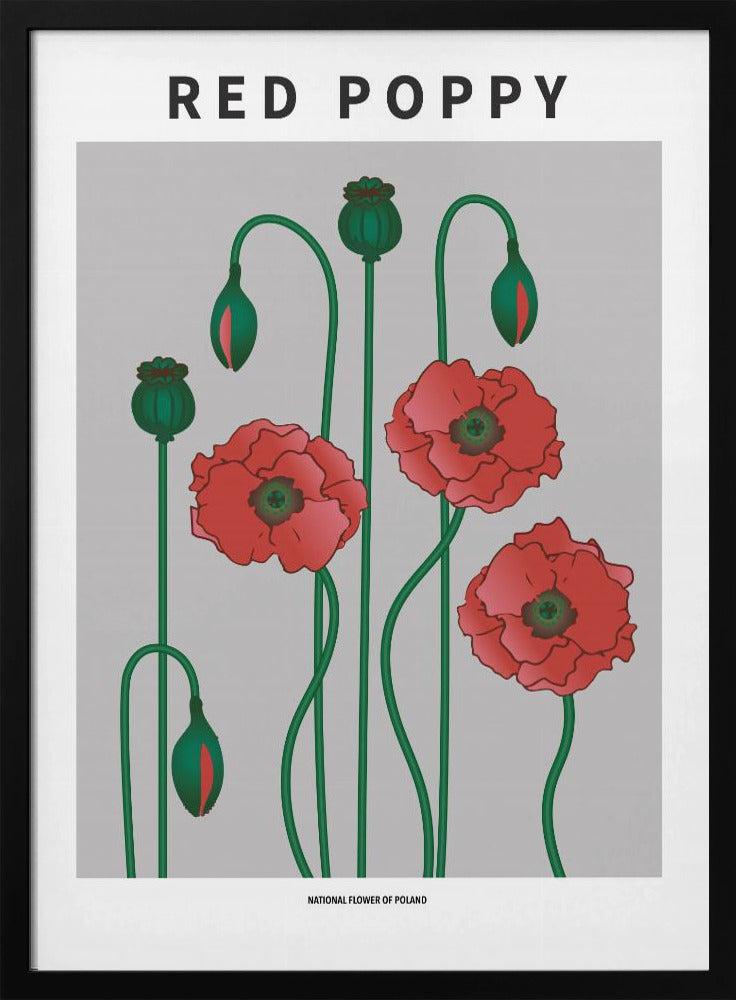 Red Poppy - National flower of Poland Poster